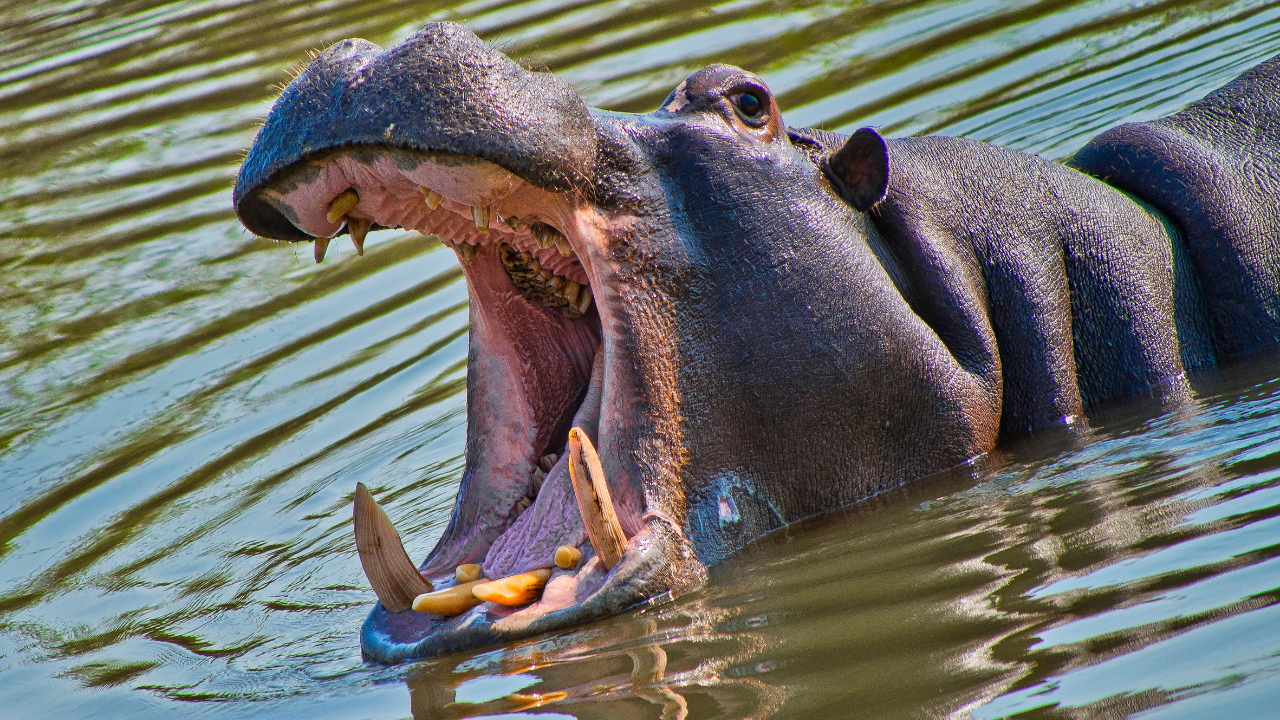 10 DEADLIEST ANIMALS – Nature, Creatures And Herbs