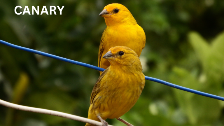10 Sweetest Singing Birds – Nature, Creatures And Herbs