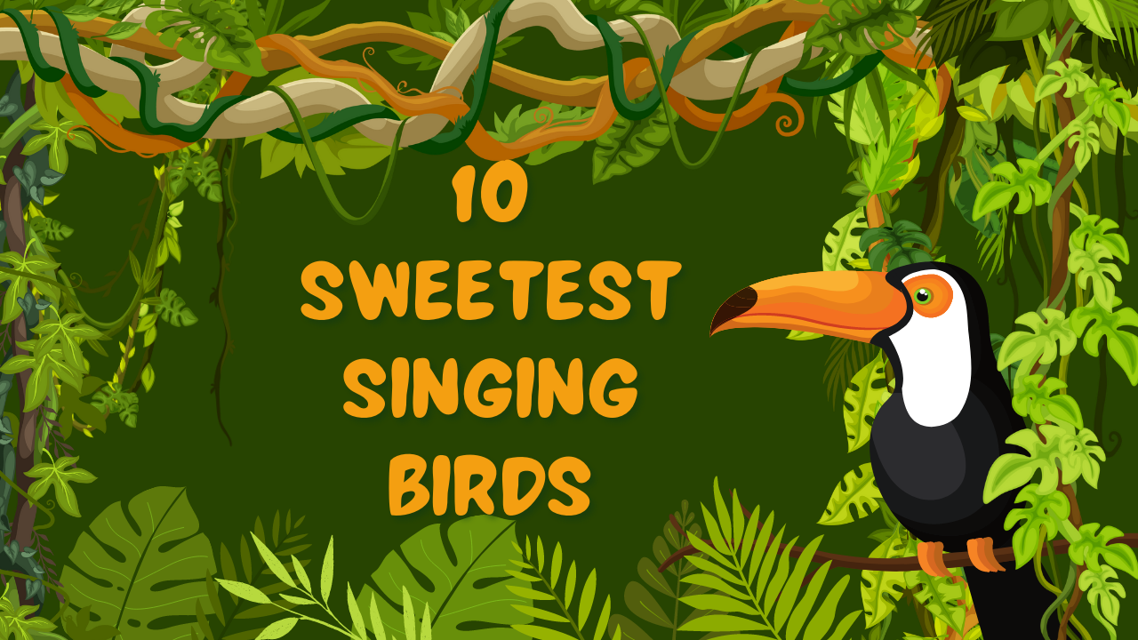 10 Sweetest Singing Birds – Nature, Creatures And Herbs