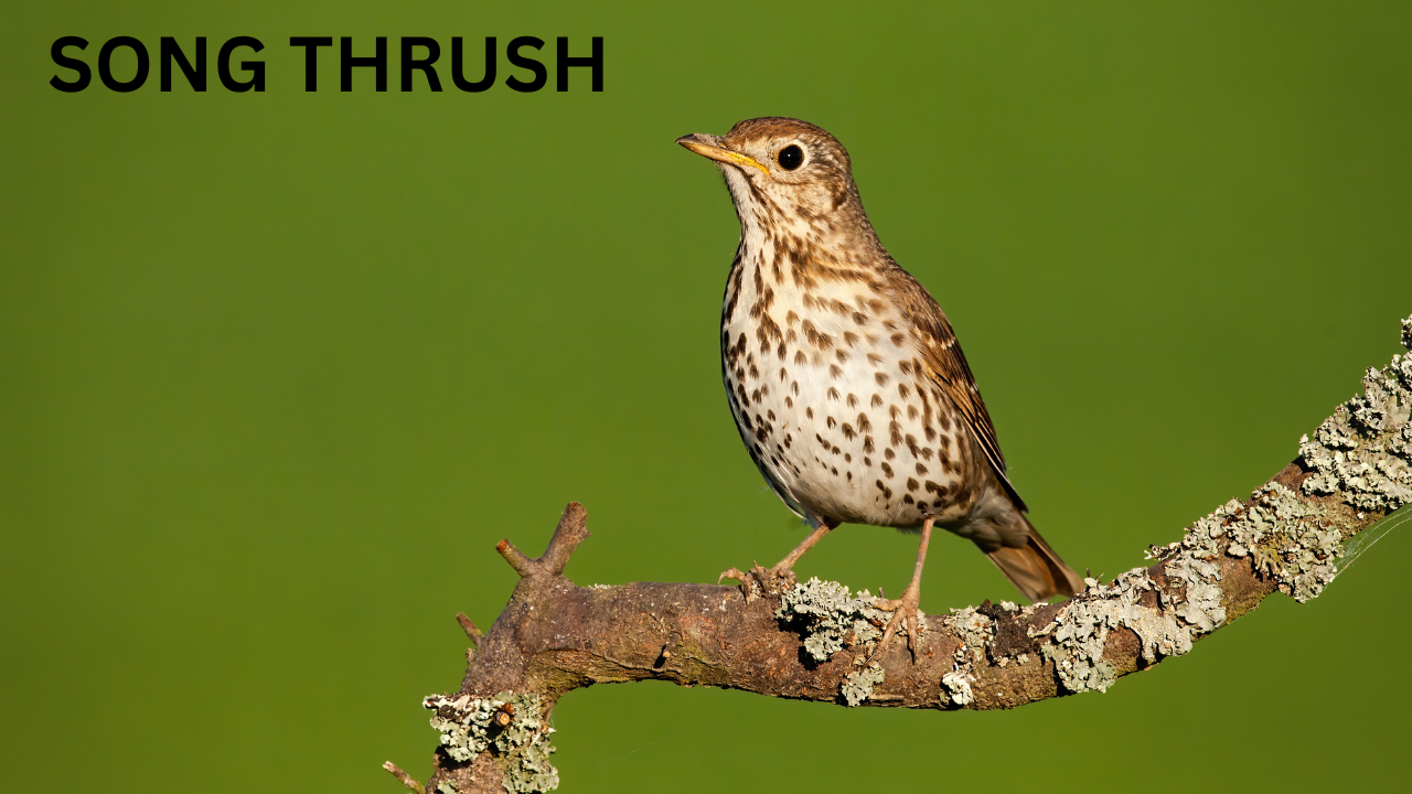 10 Sweetest Singing Birds – Nature, Creatures And Herbs