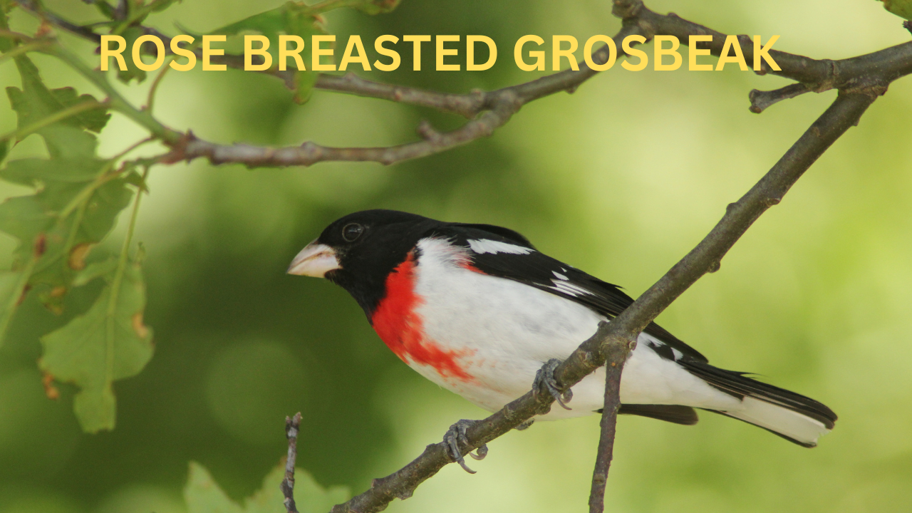 10 Sweetest Singing Birds – Nature, Creatures And Herbs