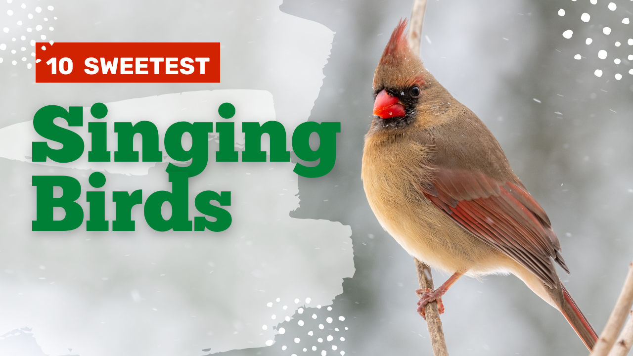 10 Sweetest Singing Birds – Nature, Creatures And Herbs