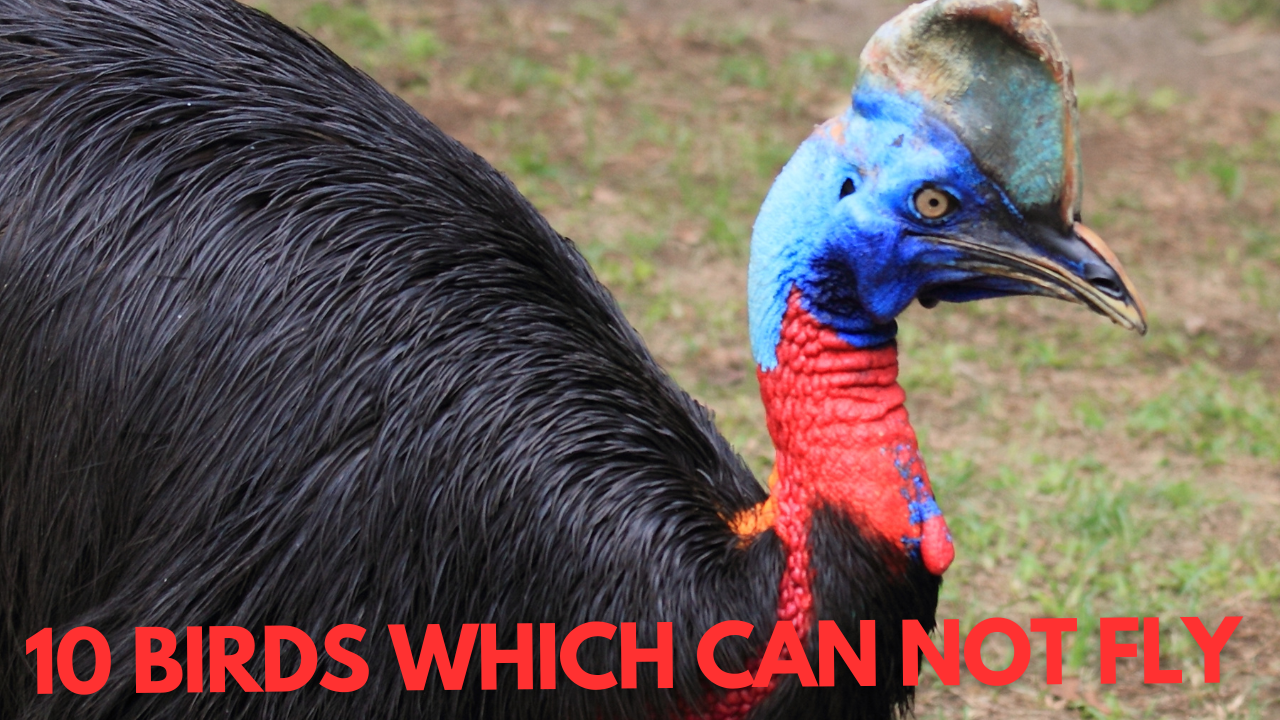 10 Birds Which Can Not Fly – Nature, Creatures And Herbs