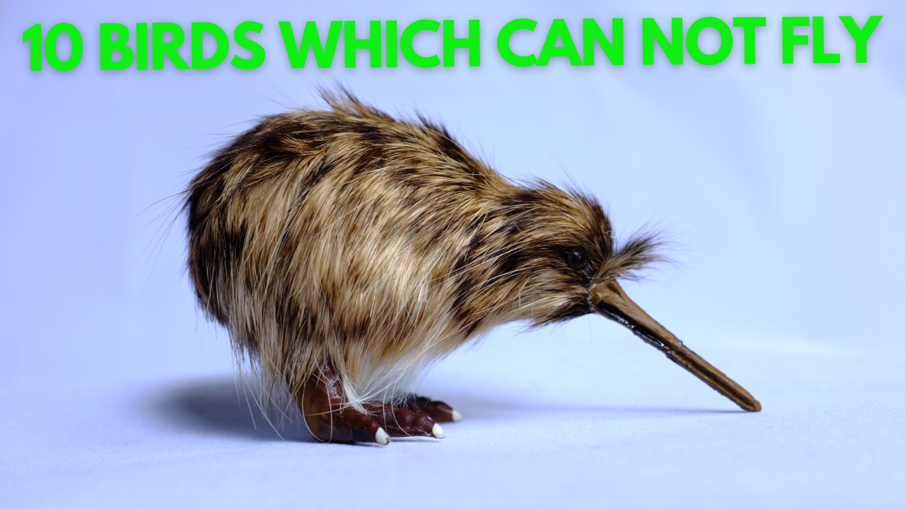 10 Birds Which Can Not Fly – Nature, Creatures And Herbs